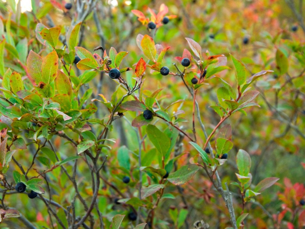 How Might Climate Change Affect Huckleberry in the Pacific Northwest?