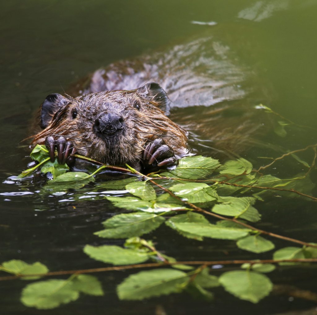 A New Framework for Assessing Beaver-Related Restoration