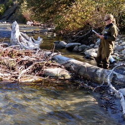 Using Engineered Log Jams to Promote Cool-Water Refuge for Chinook ...
